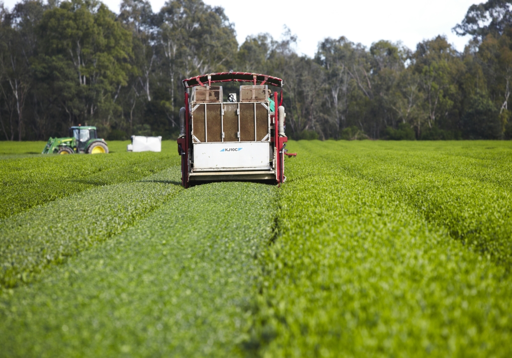 Harvesting & Growing Green Tea